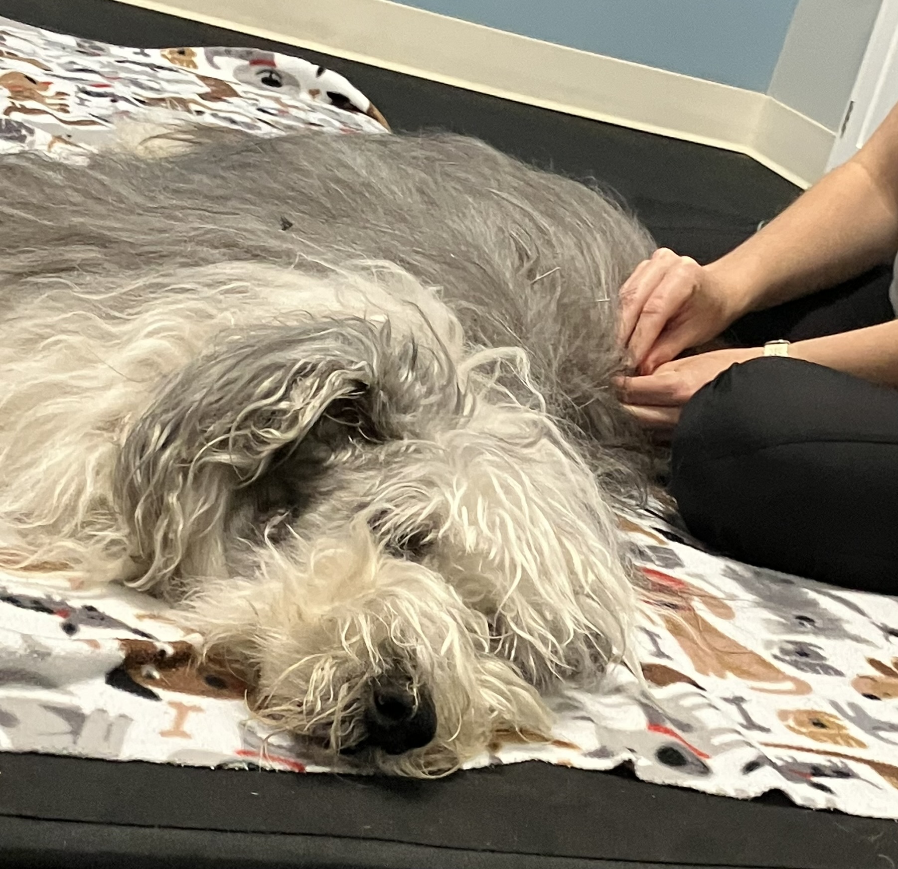 5 Ways That Acupuncture Helps Dogs - TheK9PT - Canine Rehabilitation ...